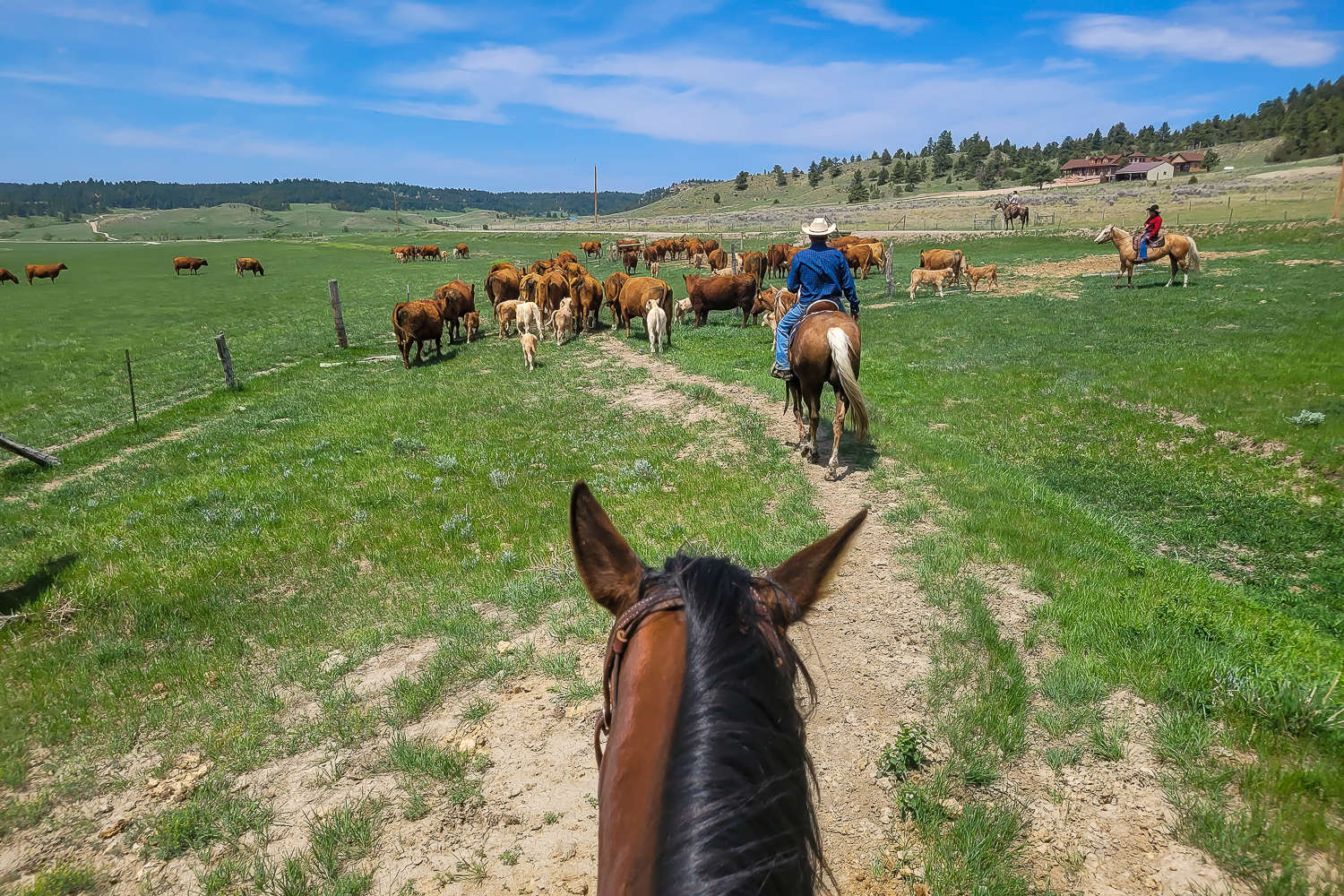Séjour en ranch : vivez comme un cowboy aux Etats-Unis | Cheval d'Aventure