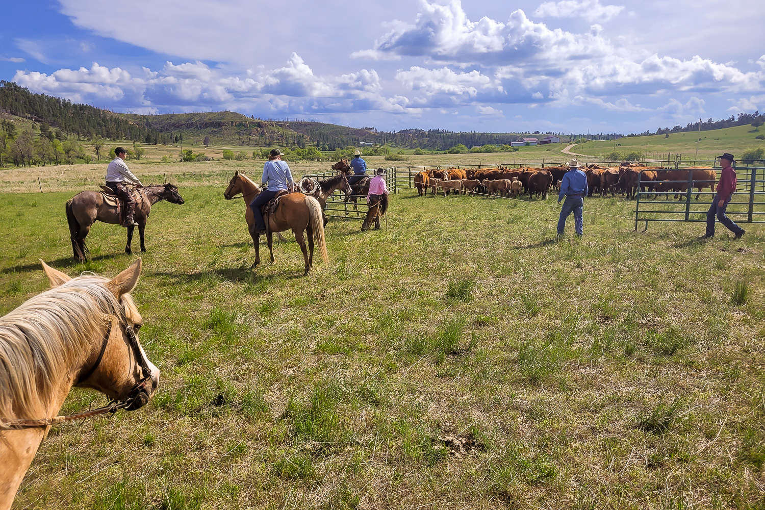Séjour en ranch : vivez comme un cowboy aux Etats-Unis | Cheval d'Aventure