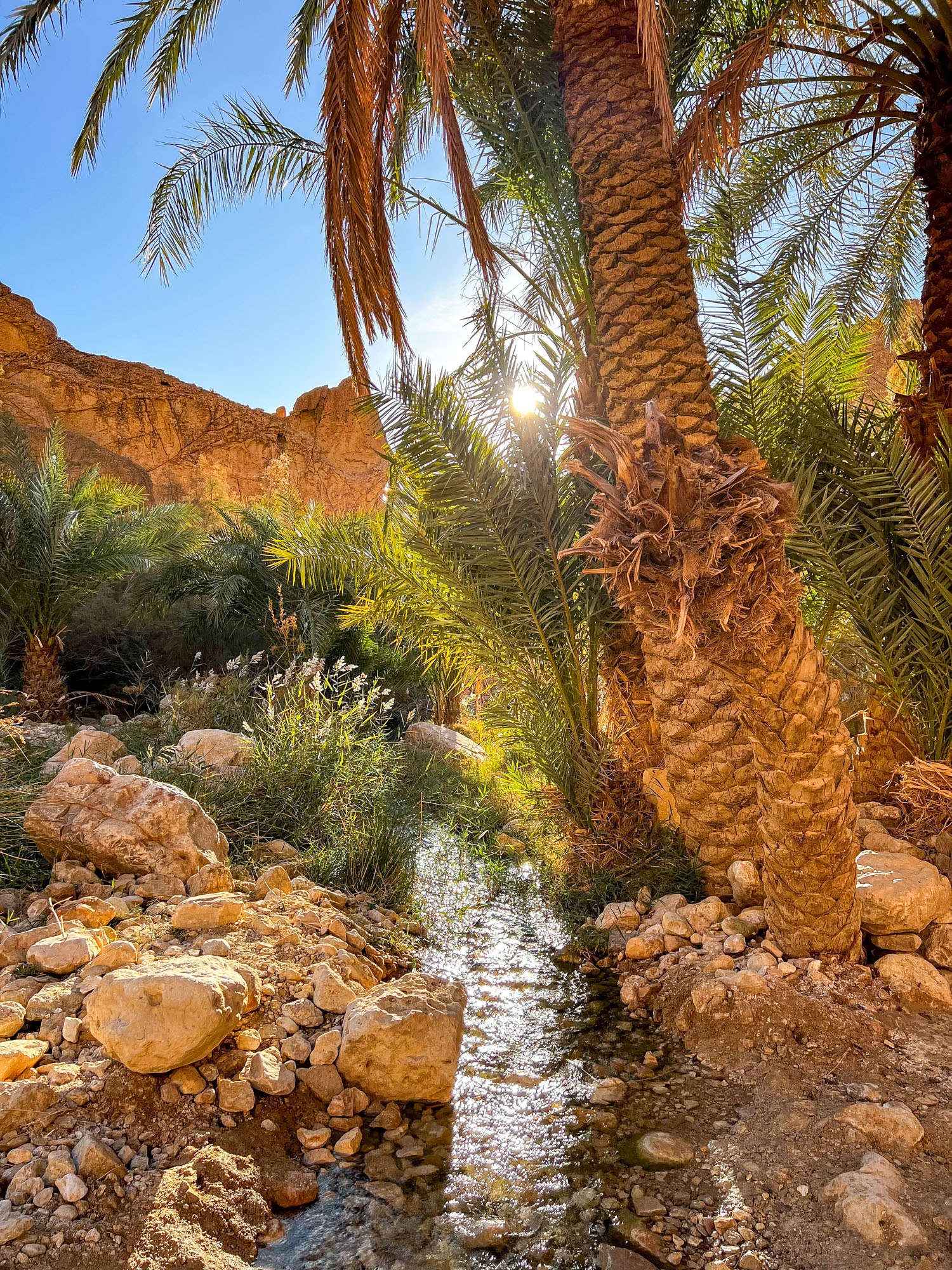 Rando à équestre en Tunisie entre désert et djebels