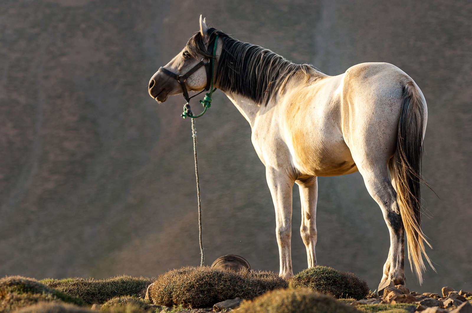 Rando à cheval, le Haut Atlas et les berbères au Maroc | Cheval d'Aventure