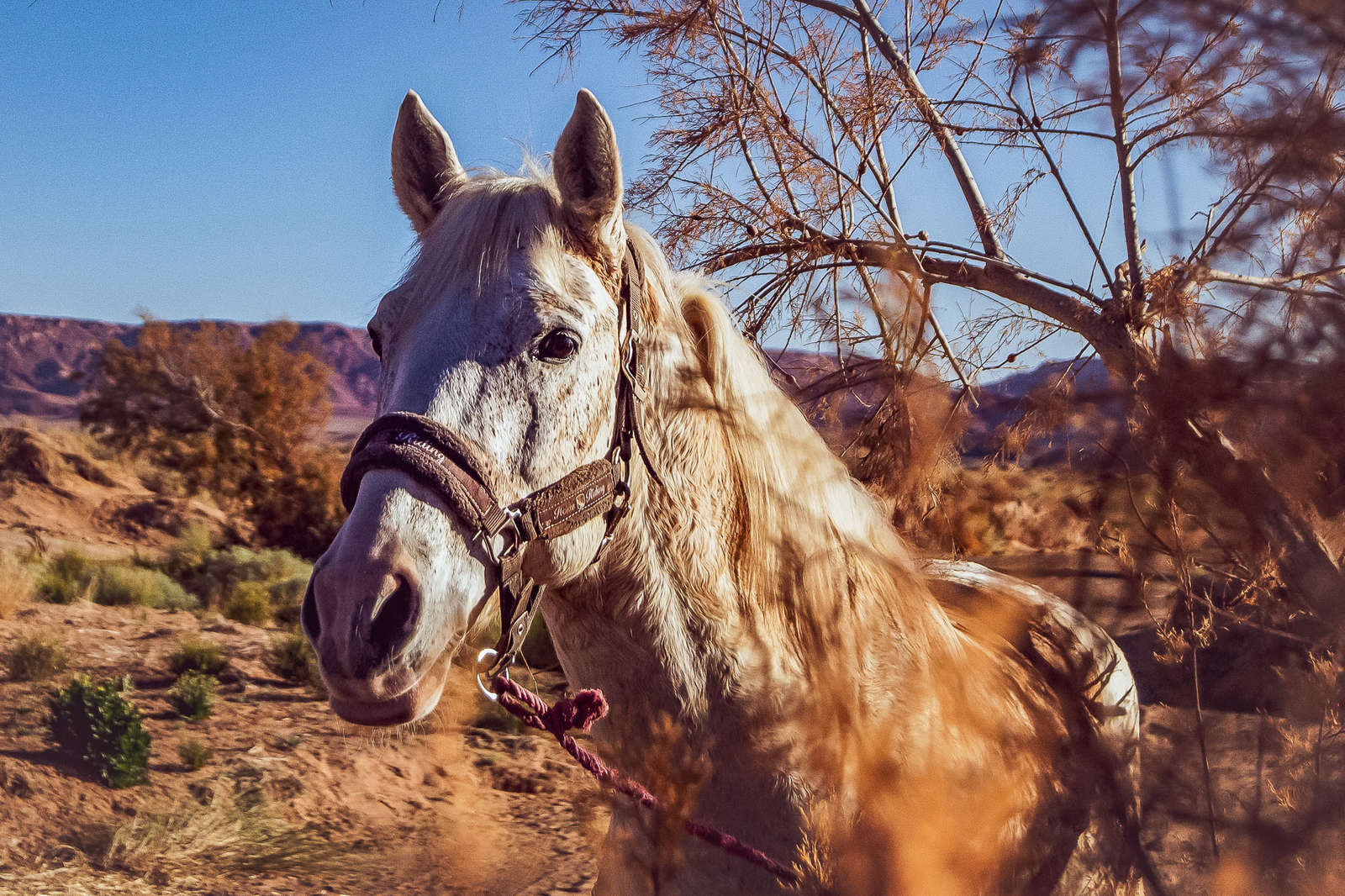 Rando à cheval dans les dunes et camp nomade du Sahara | Cheval d'Aventure