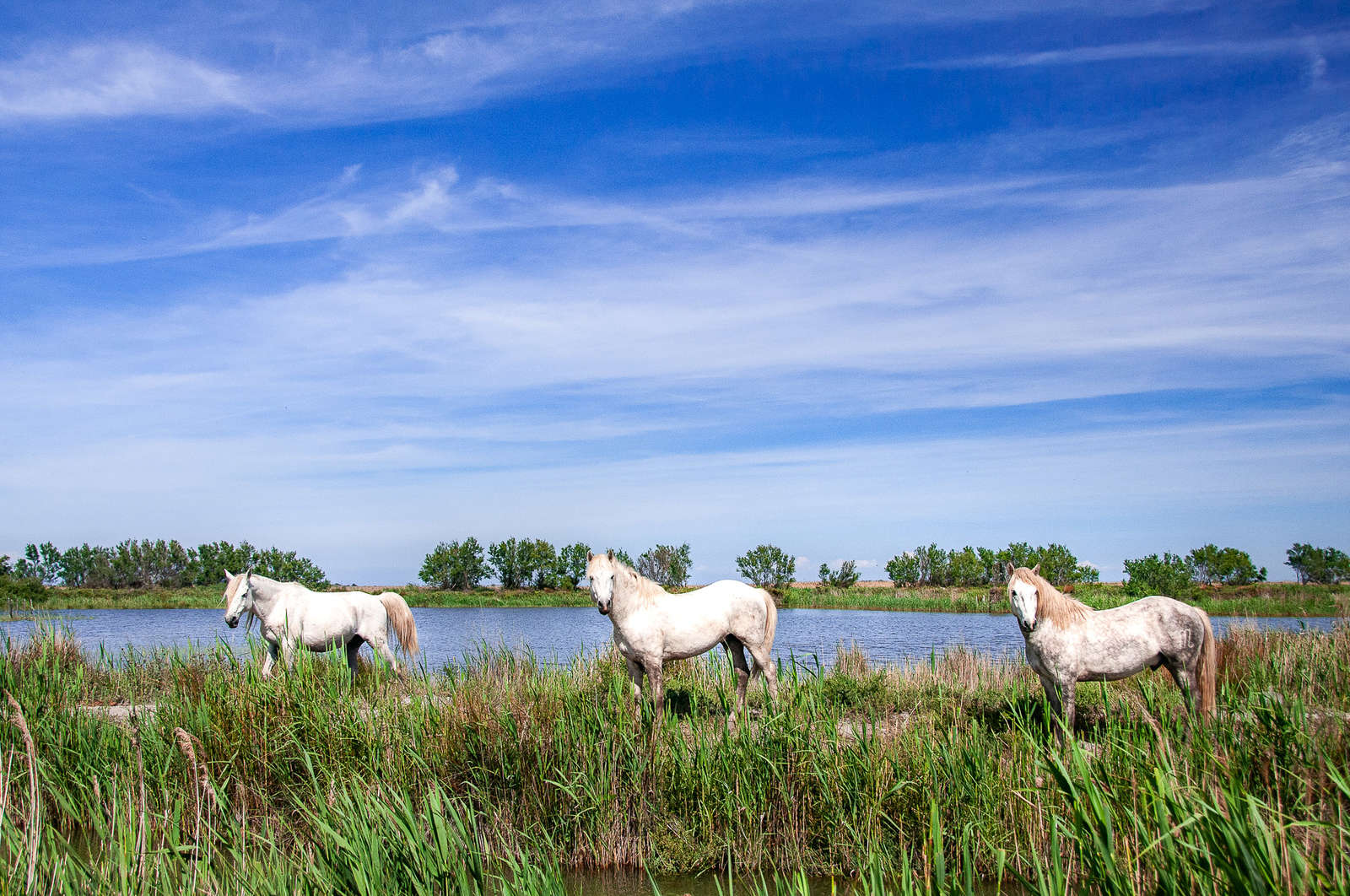 Randonnez à cheval en Camargue entre terre et mer. | Cheval d'Aventure