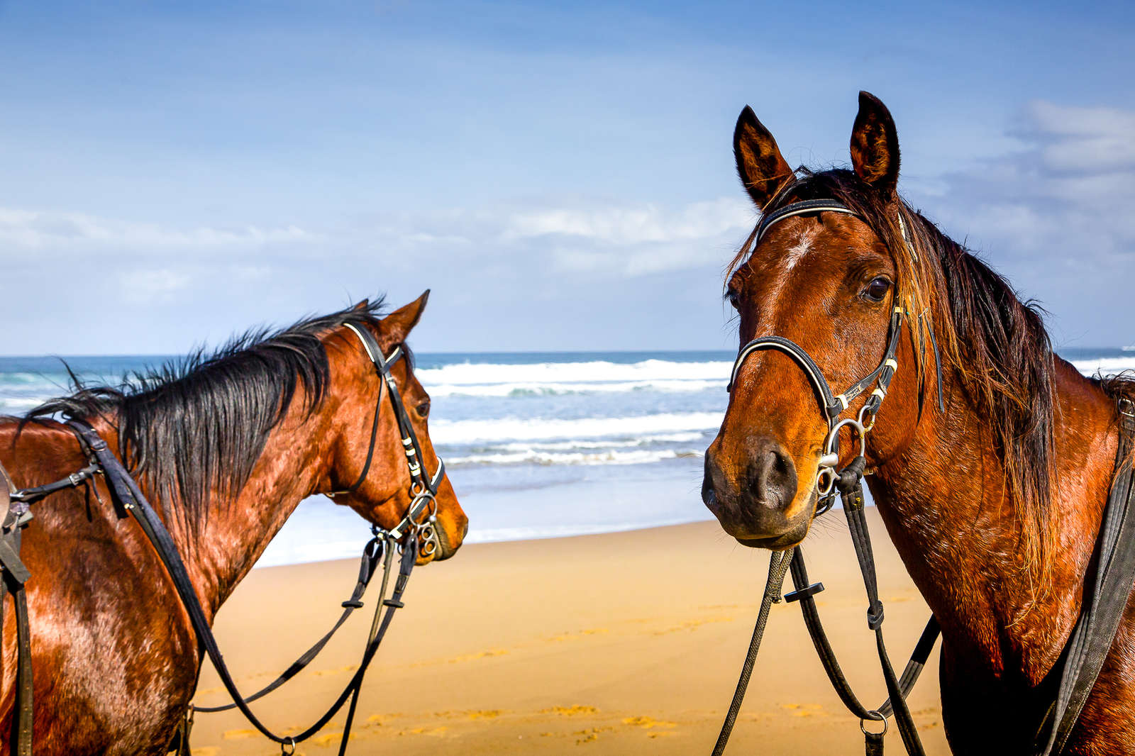 Chevauchée Bord de Mer, la Wild Coast en Afrique du sud | Cheval d'Aventure