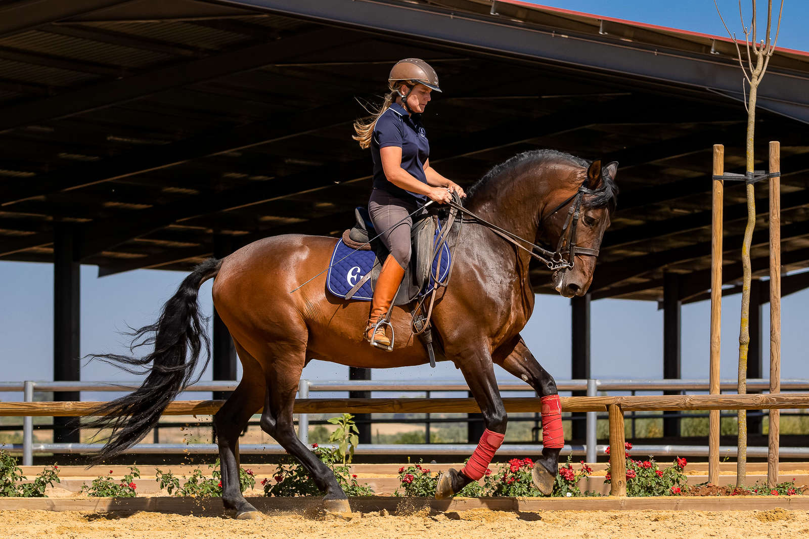 Stage de dressage et perfectionnement en Andalousie