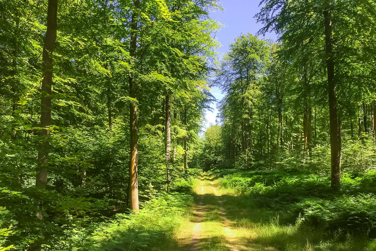 Vivez un séjour équestre dans la nature en Normandie | Cheval d'Aventure