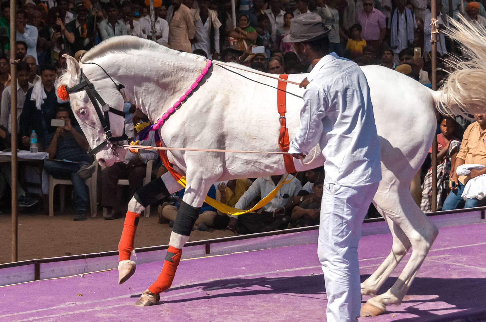 Randonnez à cheval au Rajasthan en Inde