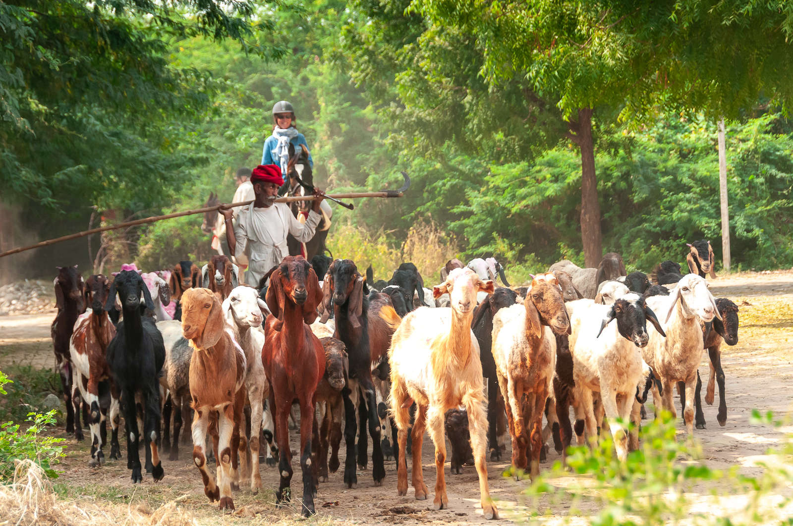 Randonnée équestre au Rajasthan et ses beaux palais | Cheval d'Aventure