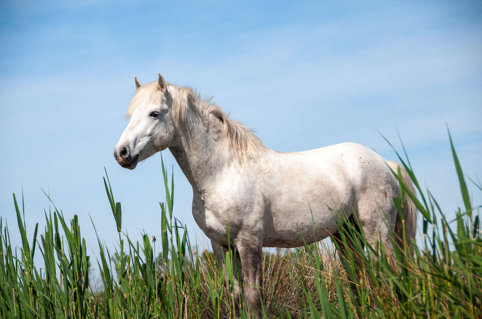 Randonnez à cheval en Camargue entre terre et mer. | Cheval d'Aventure