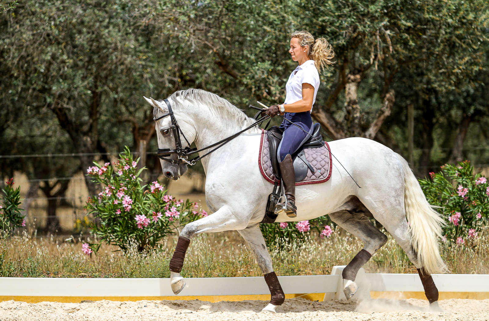 Découvrez nos stages de dressage en France et à l'étranger
