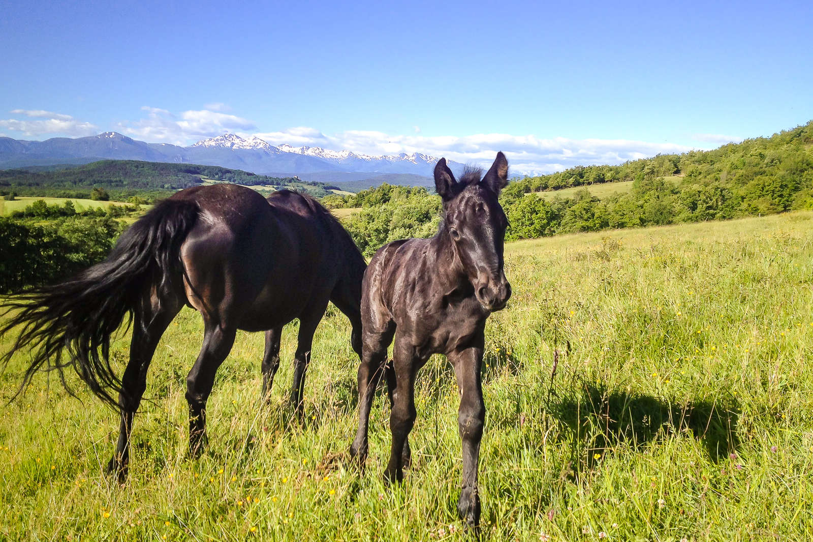 Randonée à cheval : la transhumance dans les Pyrenées | Cheval d'Aventure