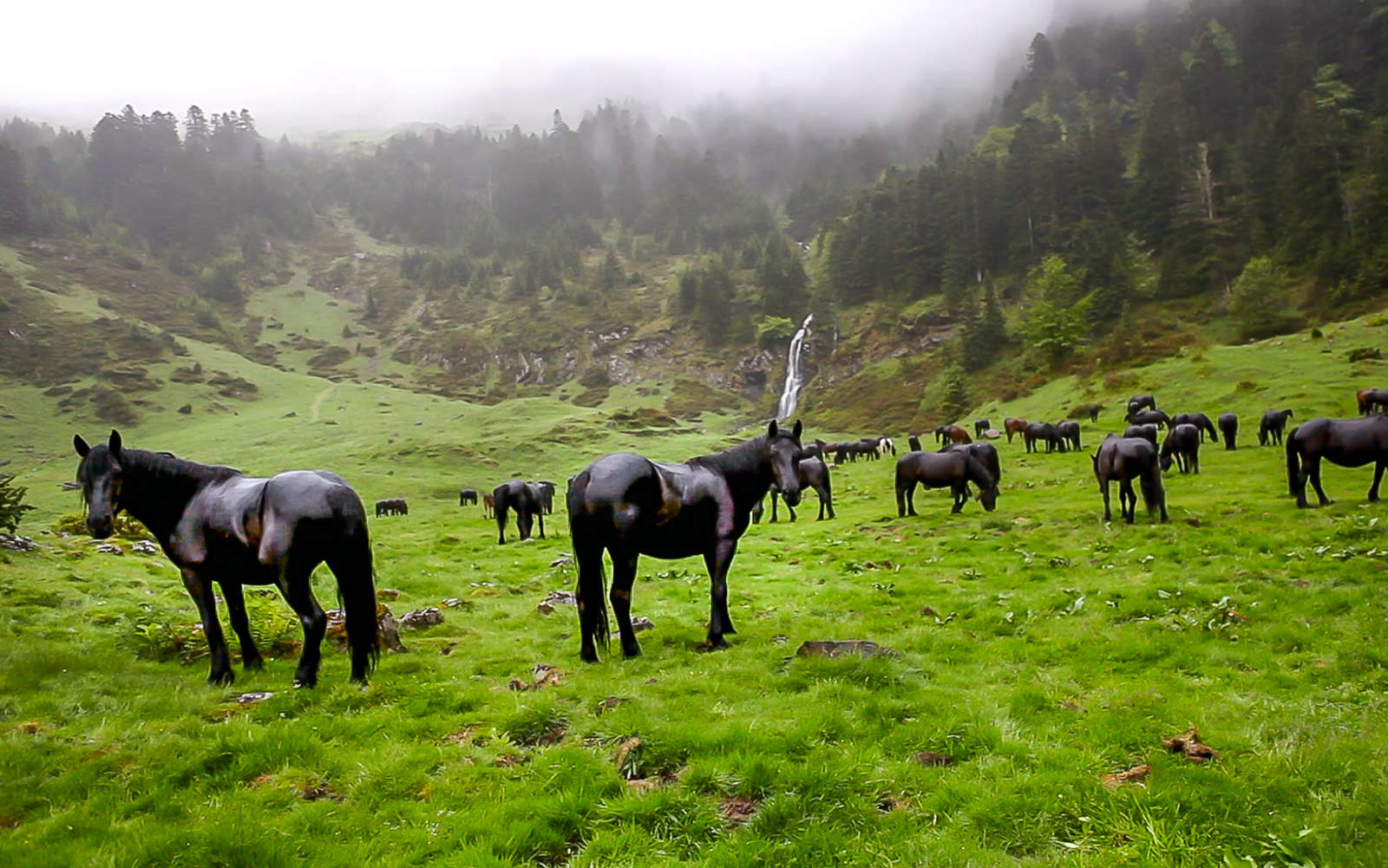 Rando à cheval à la transhumance dans les Pyrenées | Cheval d'Aventure